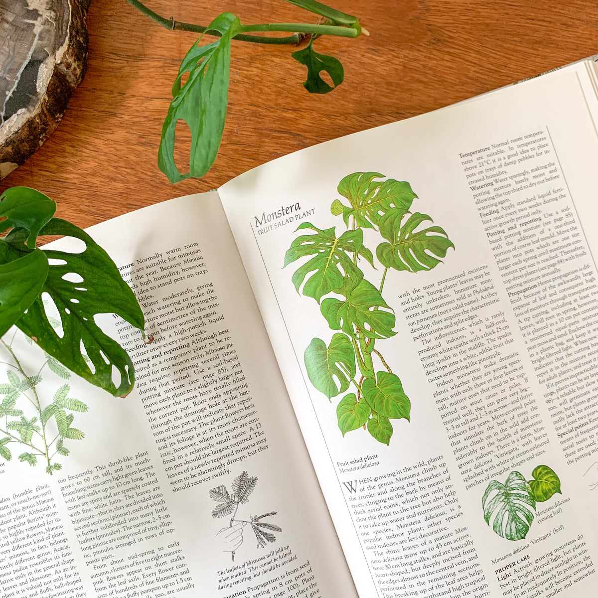 THE COMPLETE GUIDE TO INDOOR PLANTS by READER'S DIGEST